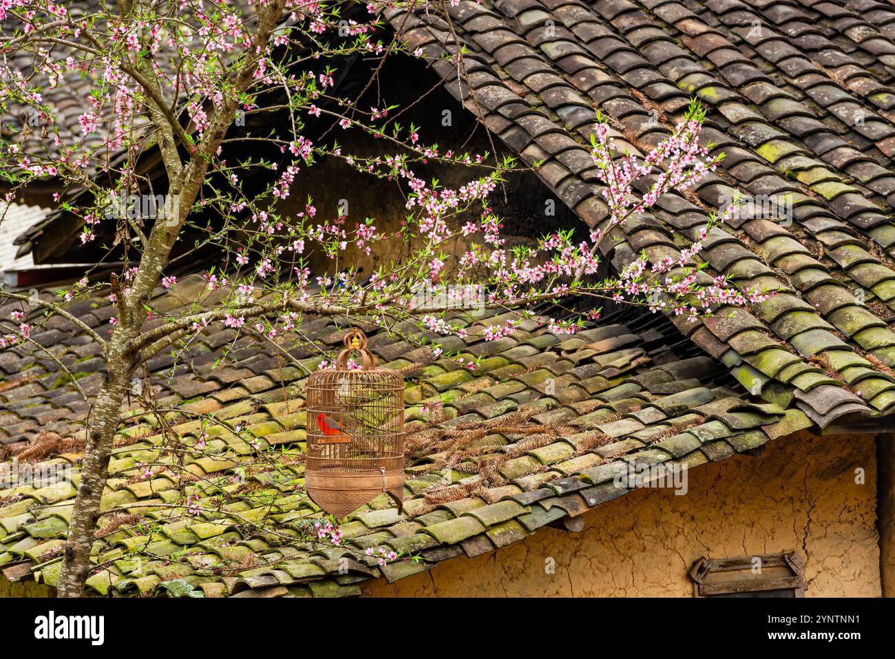 Spring and the peaceful life of the Hmong ethnic group in Ha Giang ...
