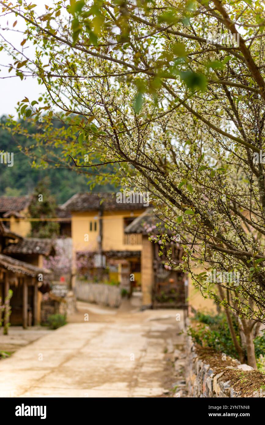 Spring and the peaceful life of the Hmong ethnic group in Ha Giang ...