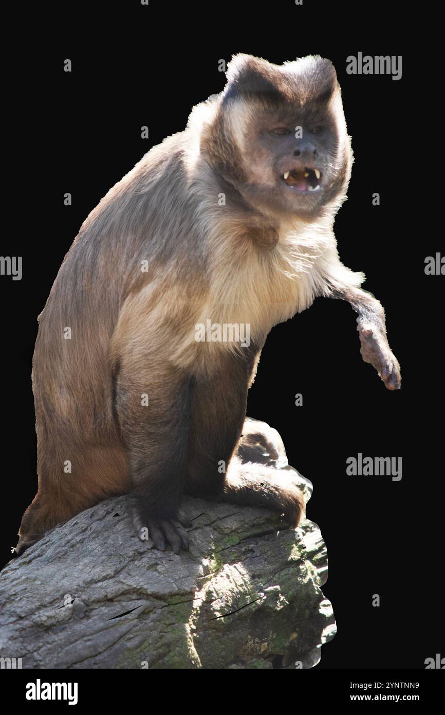The brown capuchin has brown, thick fur with a dark wedge on the ...