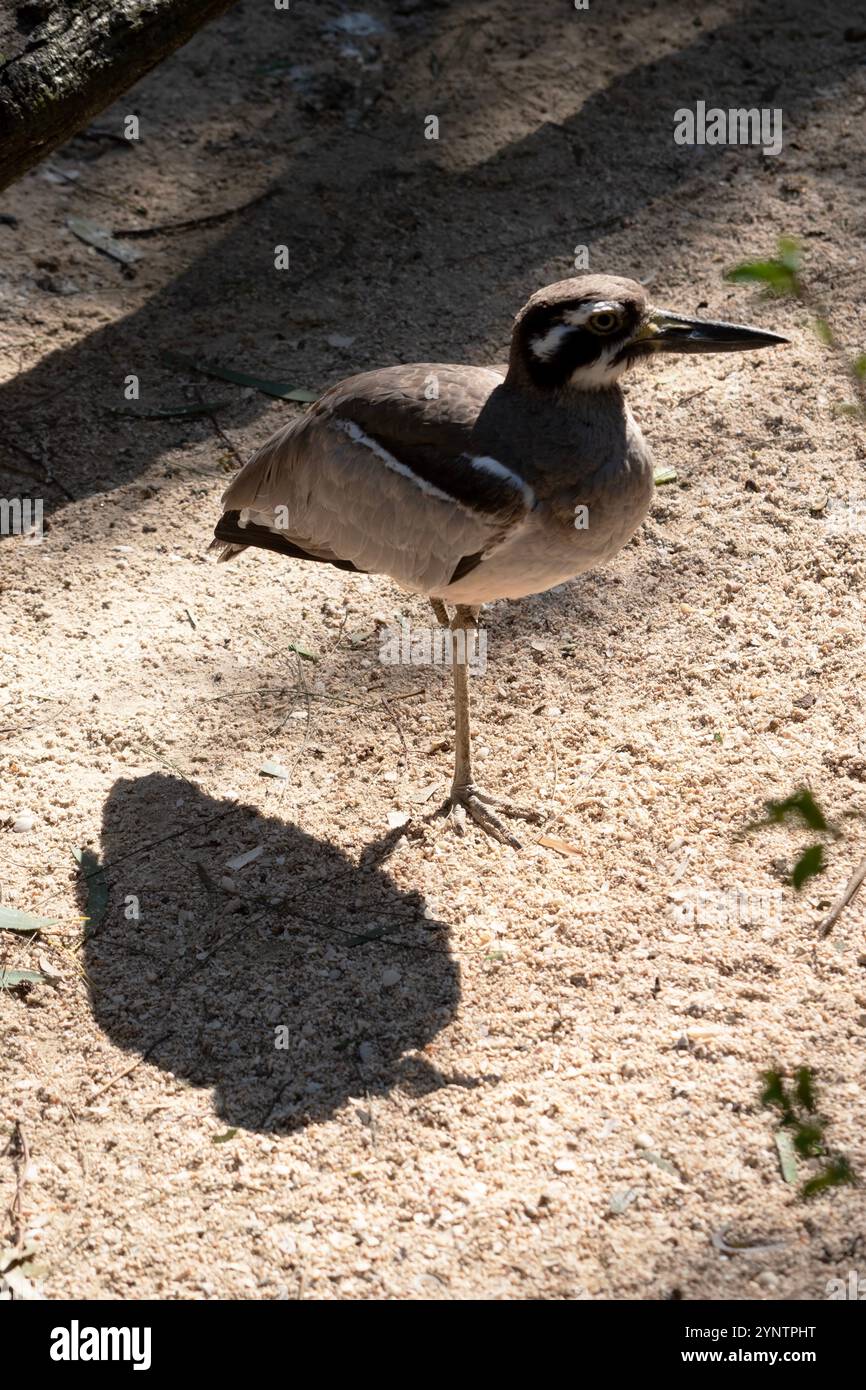 The bush stone curlew has grey-brown feathers with black streaks, a ...