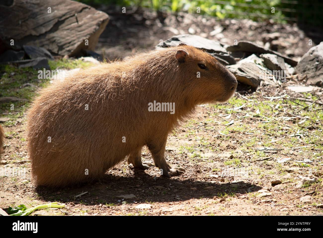 Capybara is a giant cavy rodent native to South America. It is the ...