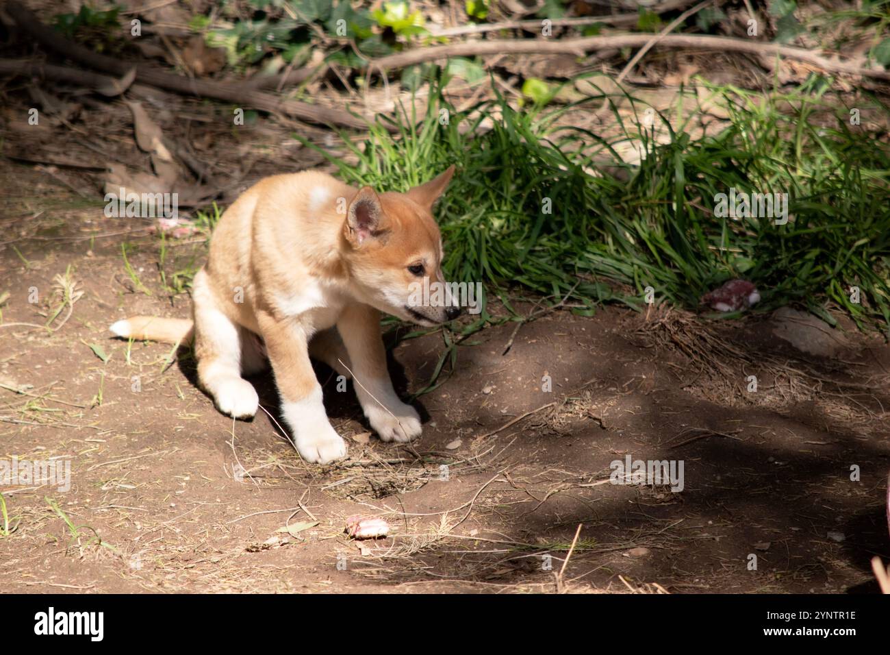 Dingos usually have a ginger coat and most have white markings on their ...