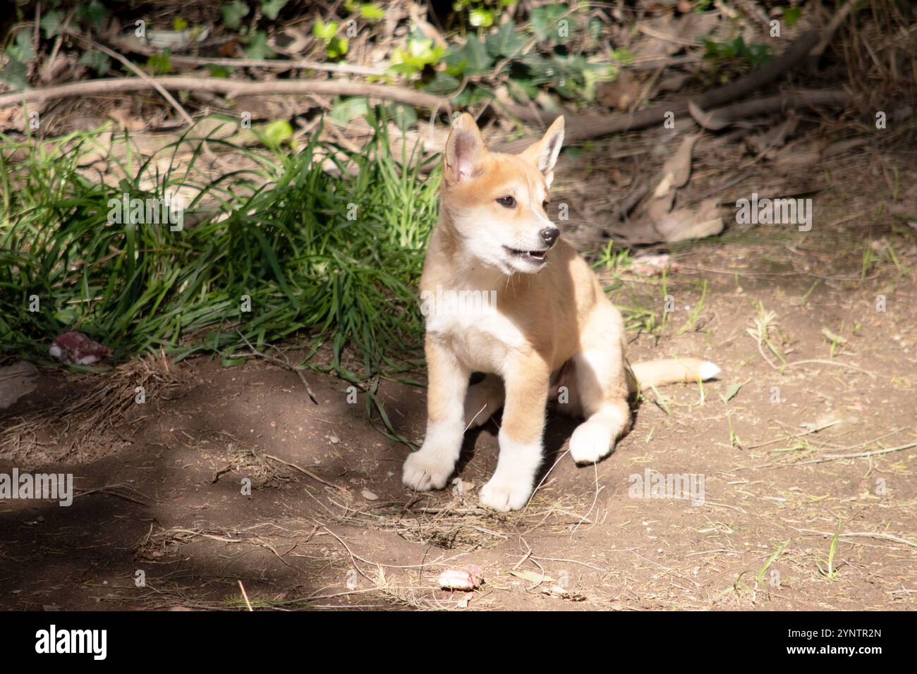 Dingos usually have a ginger coat and most have white markings on their ...