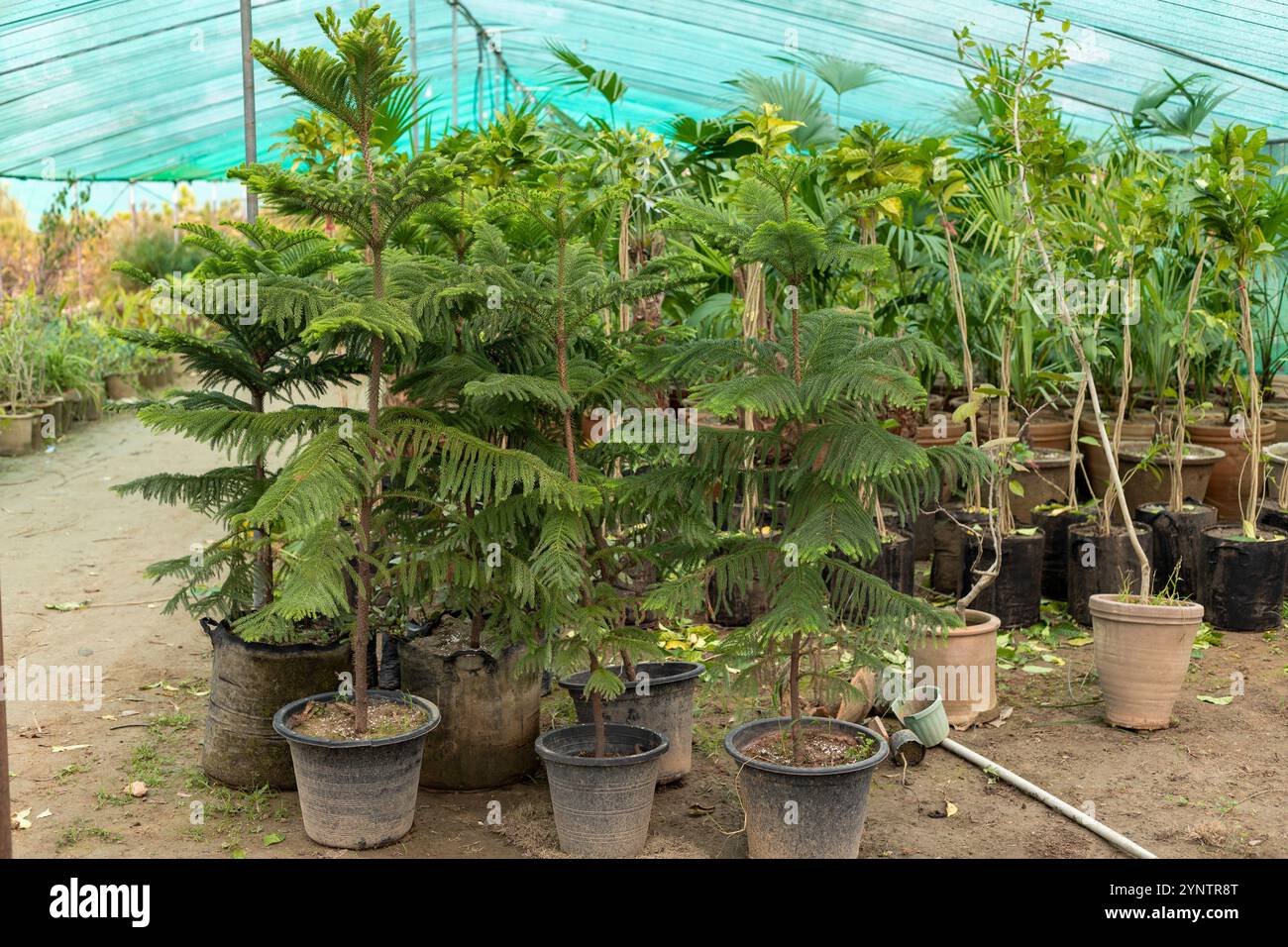 Araucaria (Norfolk Island pine) evergreen trees in nursery grow bags ...