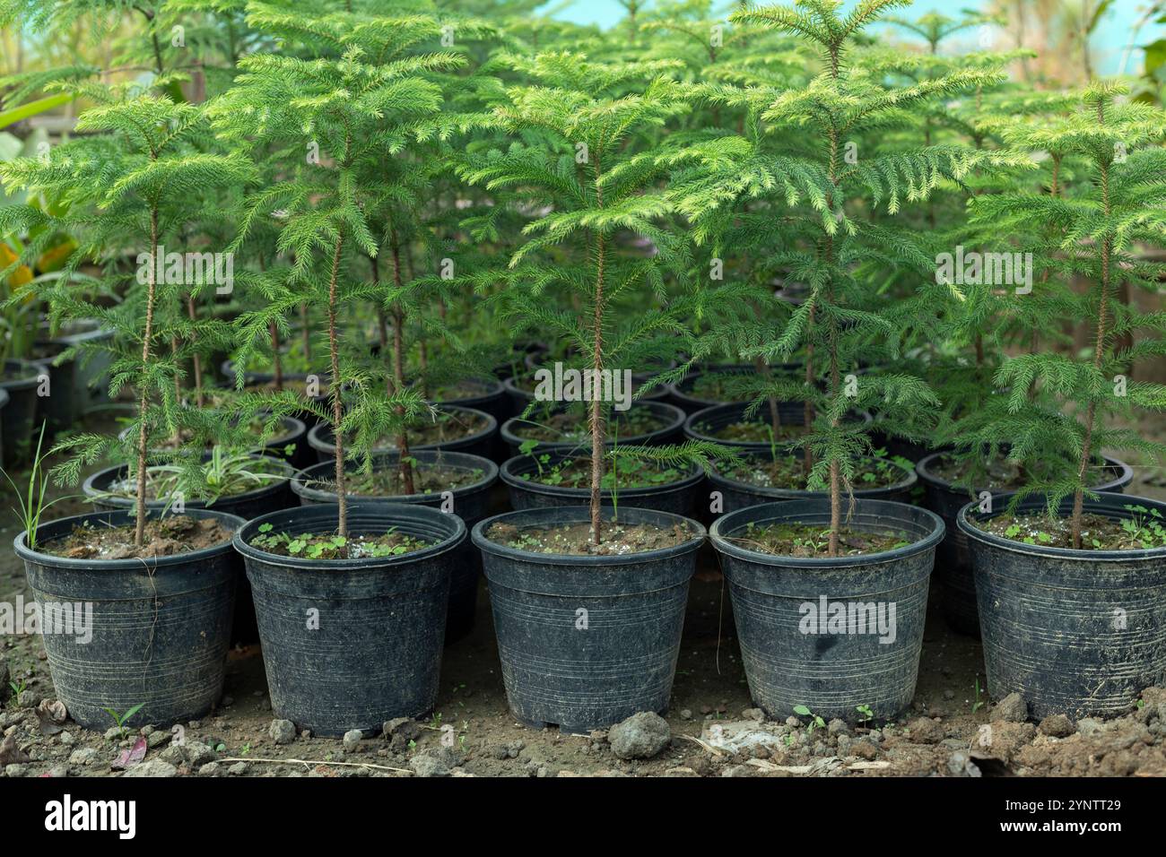Araucaria small plants in nursery hi-res stock photography and images ...
