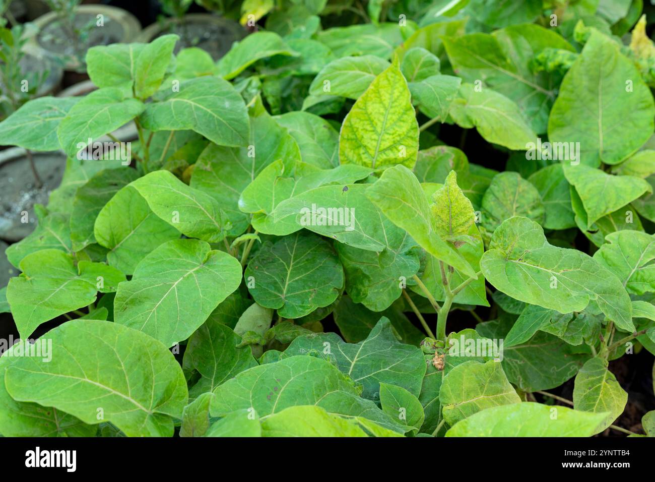Tamarillo tomato tree seedlings in plant nursery Stock Photo - Alamy