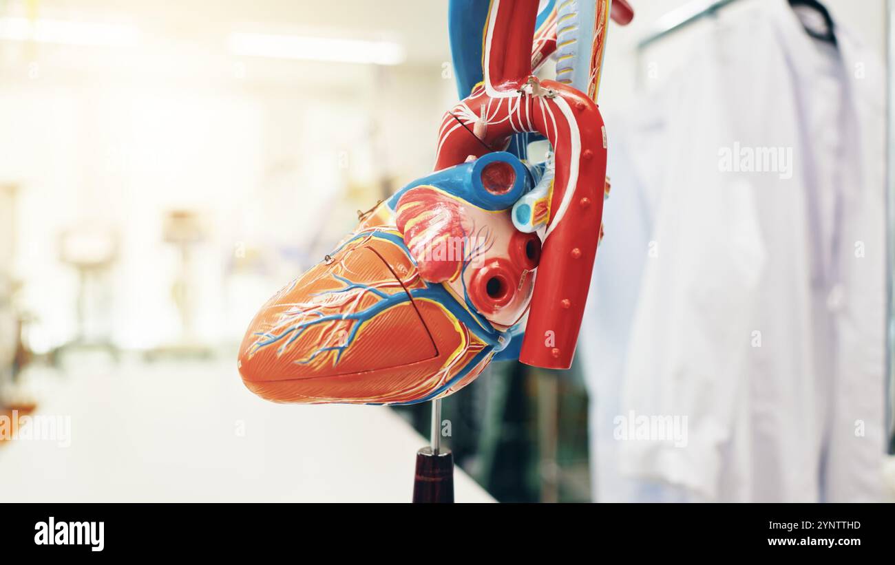 Heart, anatomy and medical model of organ for cardiology, learning and ...