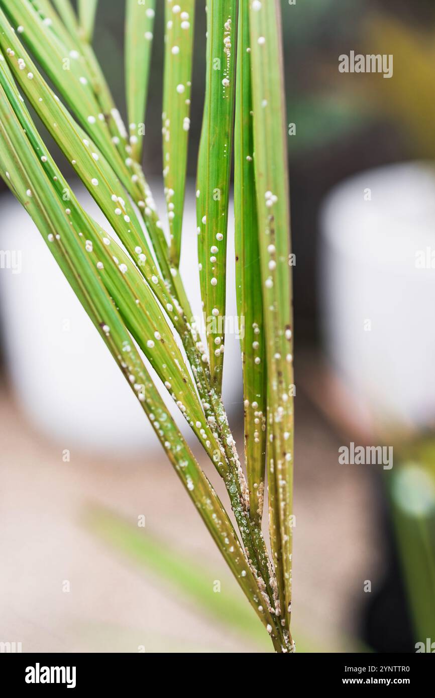 scale on palm frond, diseased leaves with insect colony endangering the ...