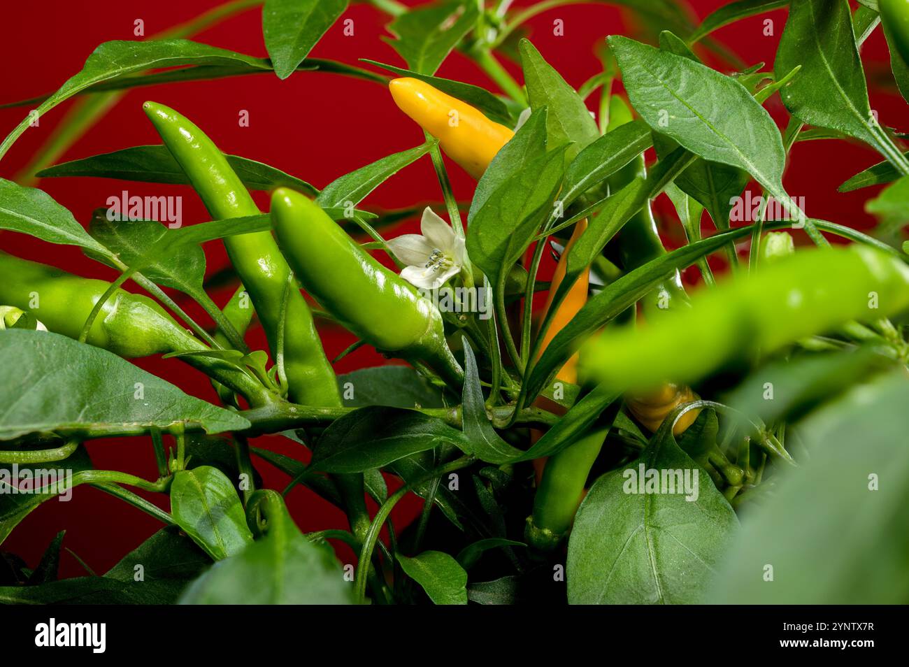 Beautiful Golden Cayenne Pepper on a red background. Pepper head close ...