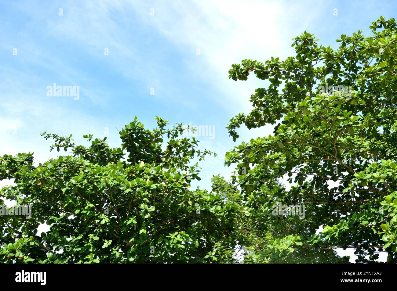Terminalia catappa tree against the sjy Stock Photo - Alamy