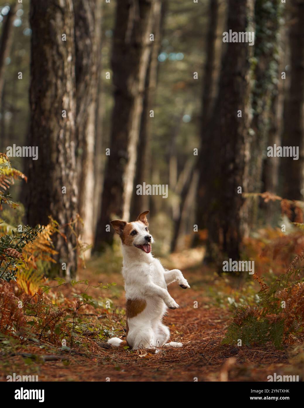 A small Jack Russell Terrier stands upright on a forest path ...