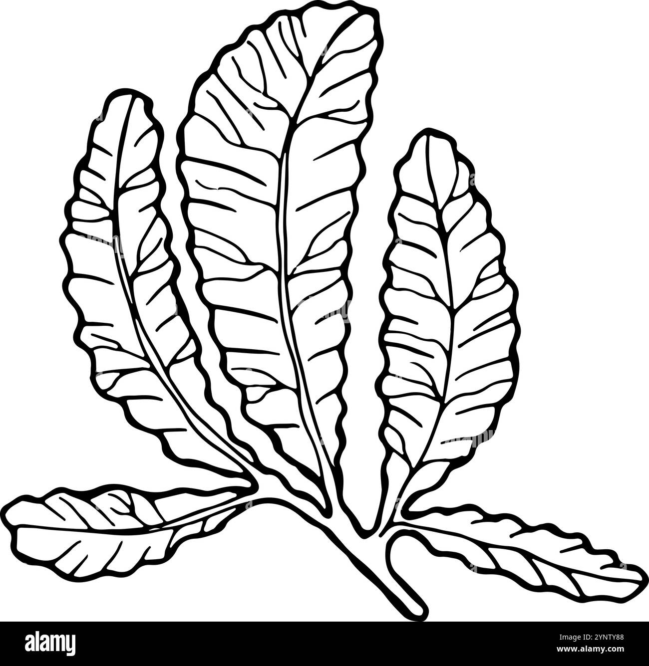 Sea algae drawing. Hand drawn seaweed sketch Stock Vector Image & Art ...