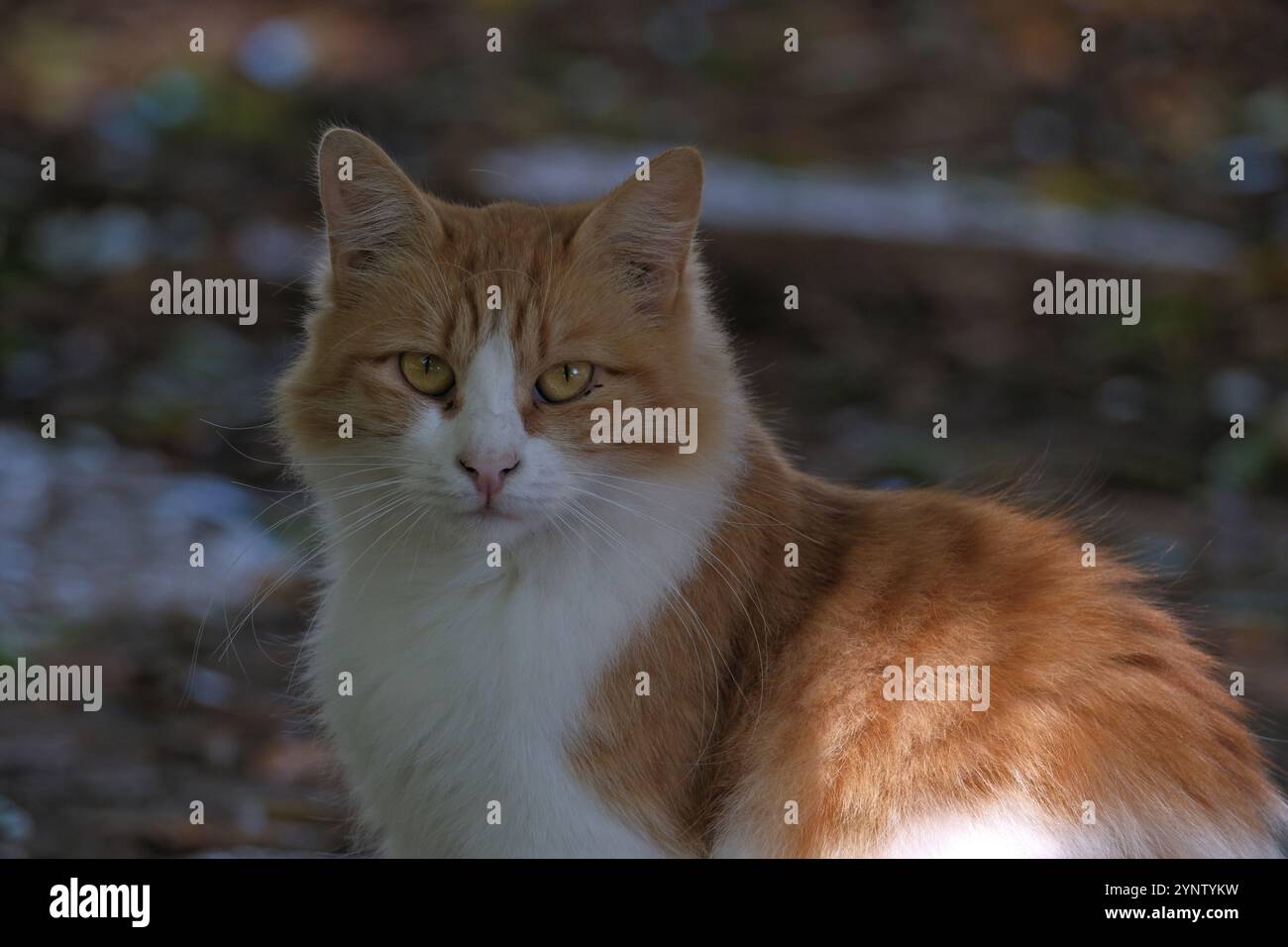 Portrait ginger cat cat hi-res stock photography and images - Alamy