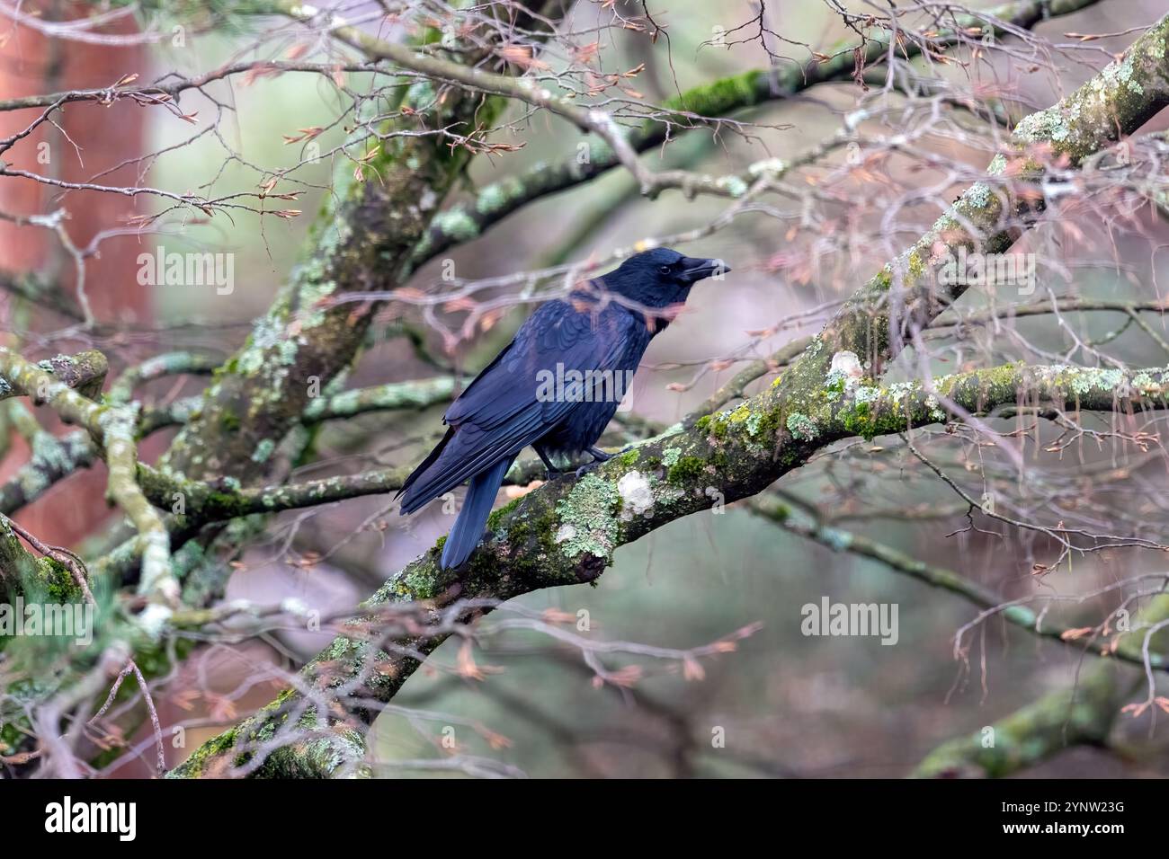 A black crow sits on a branch of a tree in the forest Stock Photo - Alamy