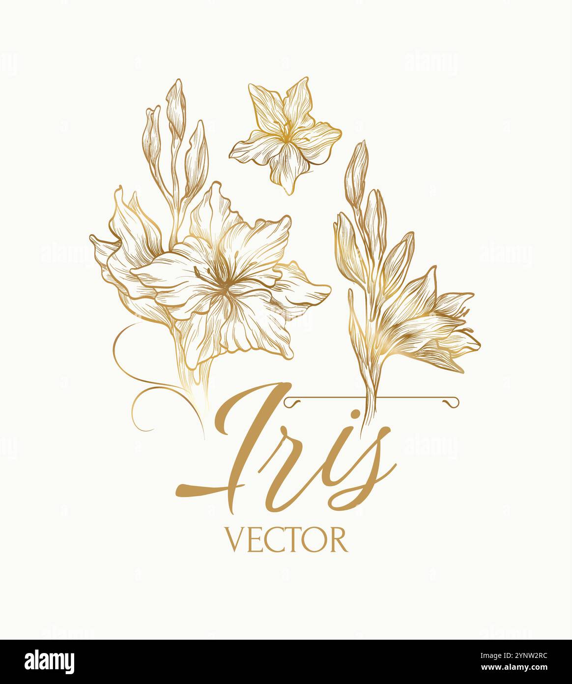 Iris flower handrawing logotype vector image Stock Vector Image & Art - Alamy