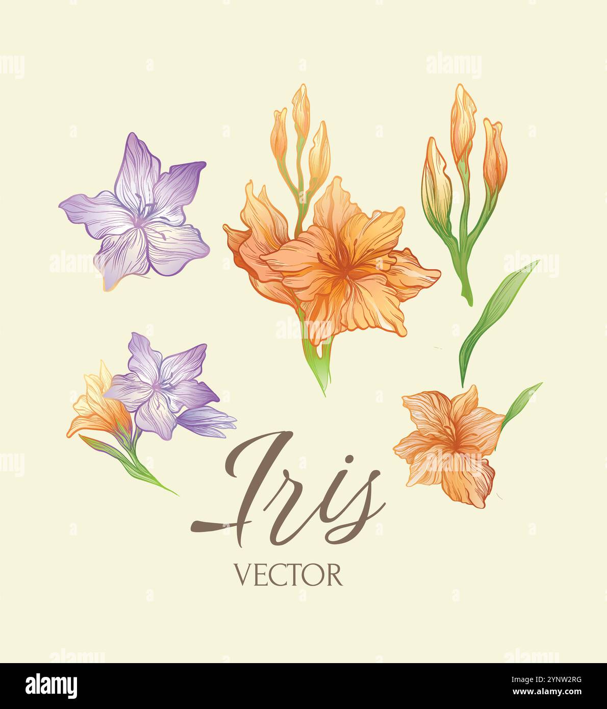 Iris flower handrawing logotype vector image Stock Vector Image & Art ...