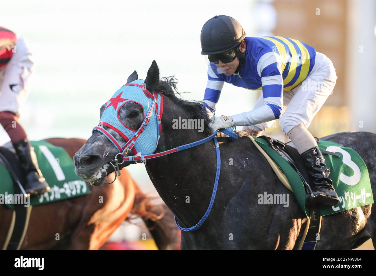 2024/11/24 KYOTO 12R THE KEIHAN HAI Big Caesar/Yuichi Kitamura Jockey ...