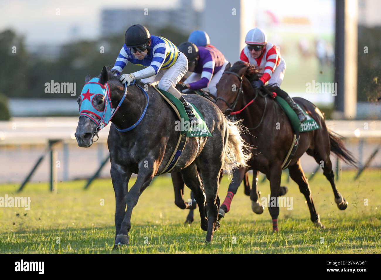 2024/11/24 KYOTO 12R THE KEIHAN HAI Big Caesar / Yuichi Kitamura Jockey ...