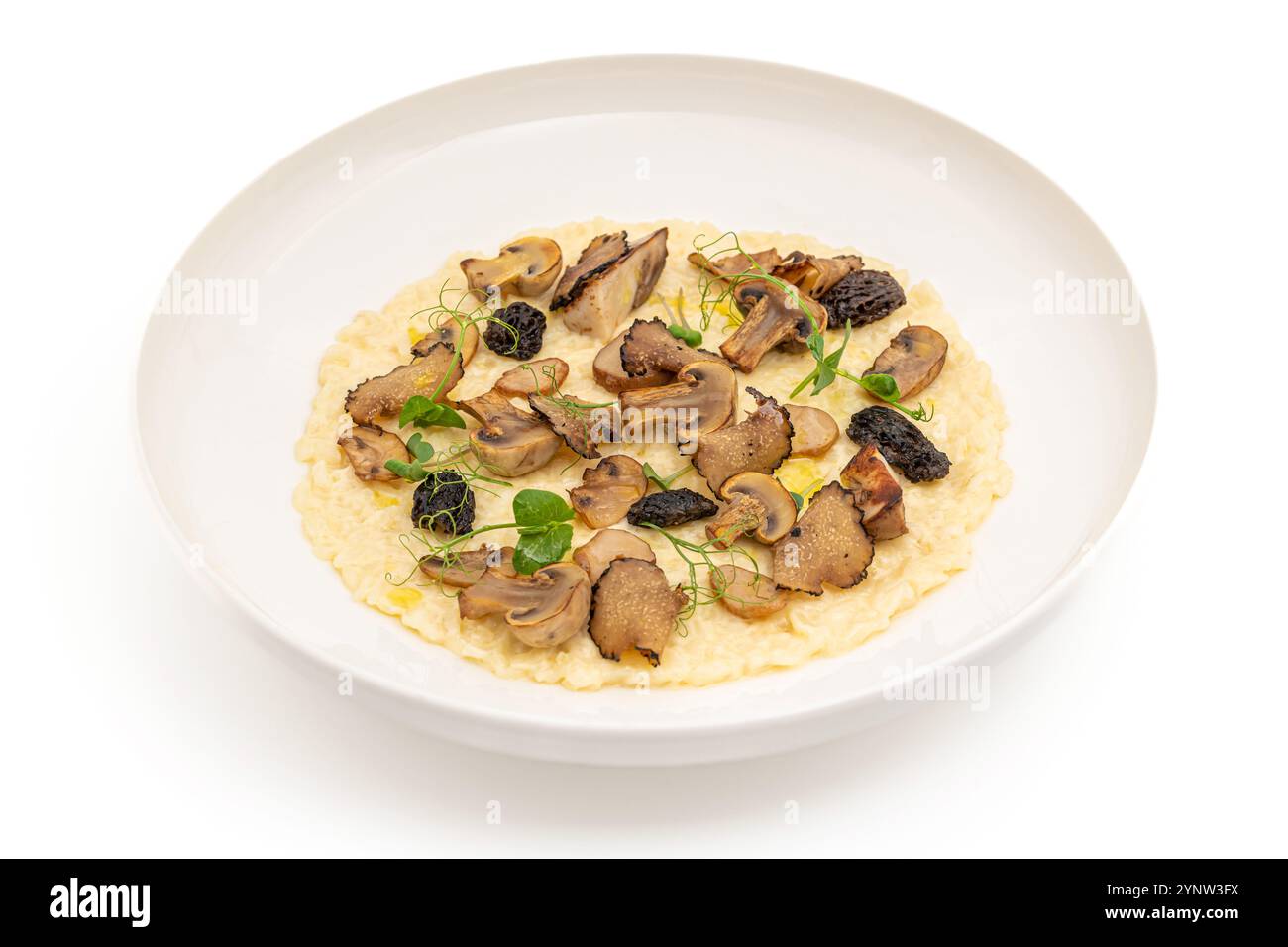 Porcini mushroom risotto in a white porcelain plate, risotto ai funghi ...
