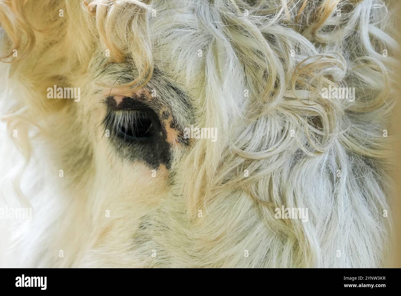 Close-up of the eye of the domestic yak with light fur. Bos mutus Stock ...