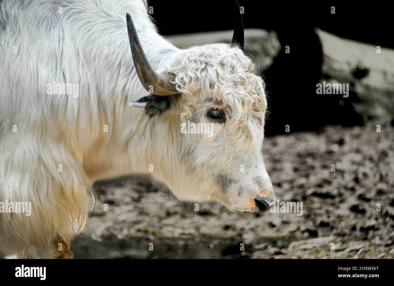 Yak bos mutus hi-res stock photography and images - Alamy