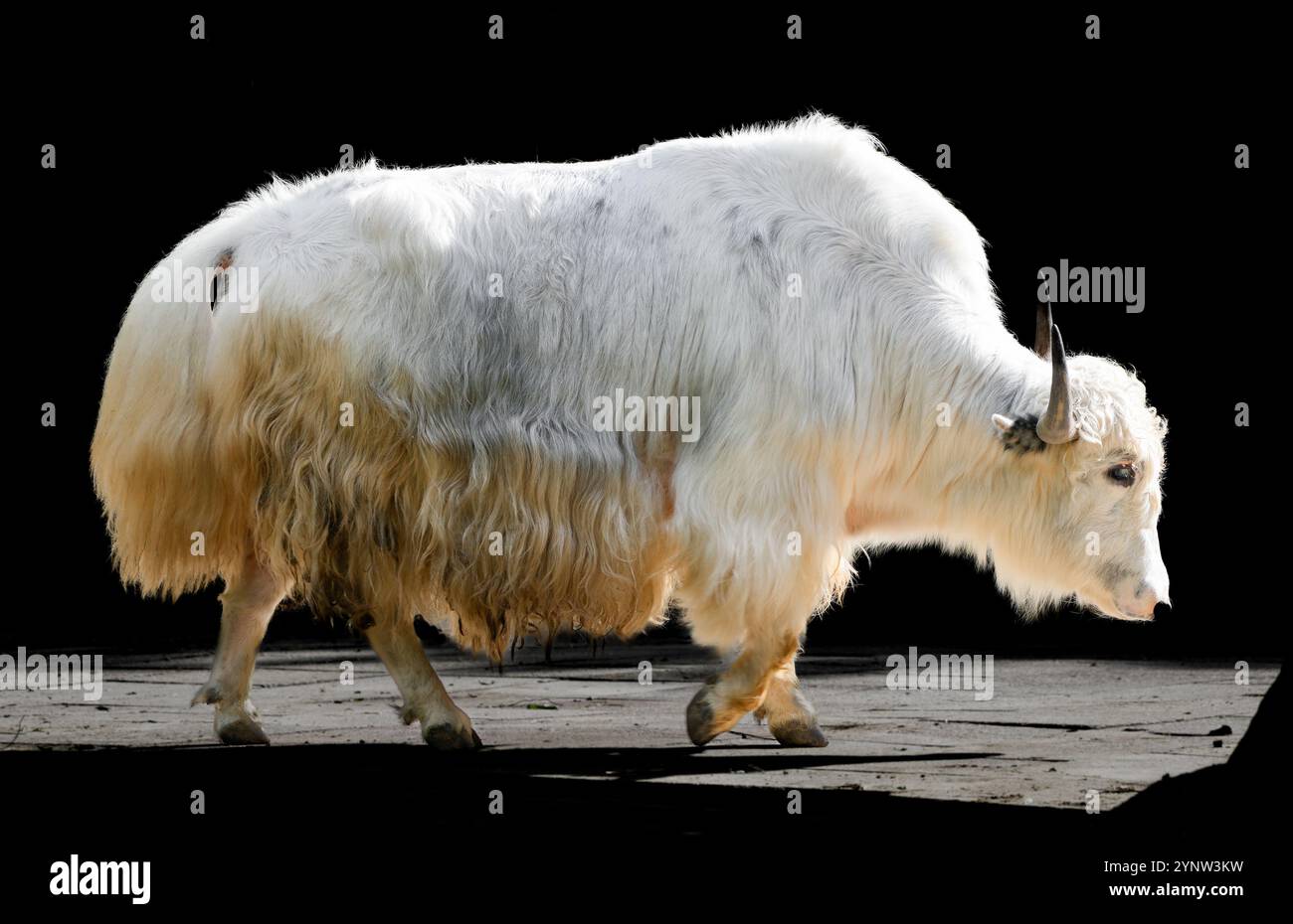 Side shot of the domestic yak with light fur. Bos mutus Stock Photo - Alamy
