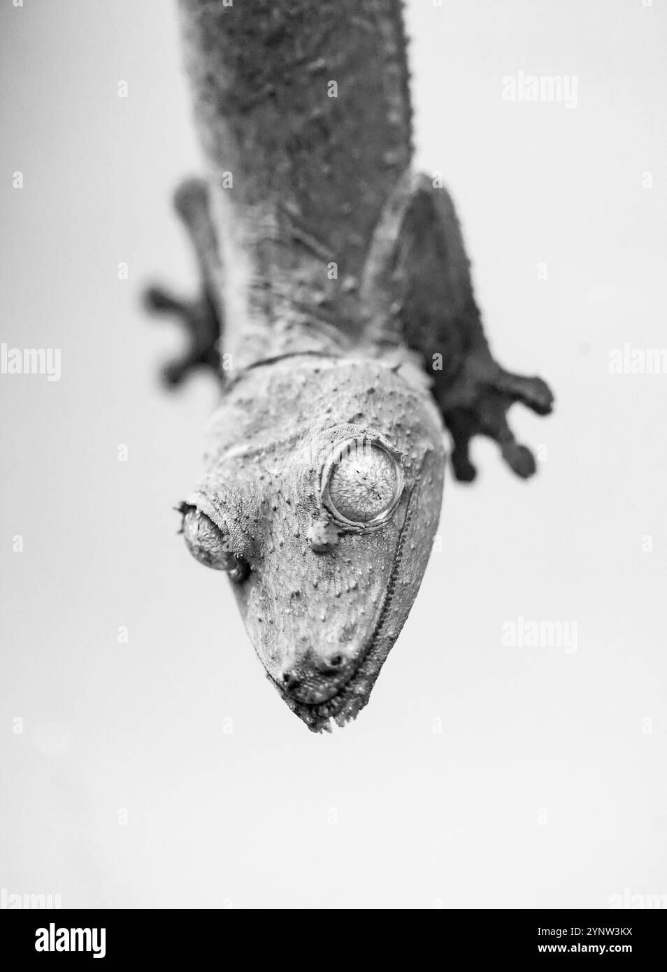 Close-up of Henkel's flat-tailed gecko. Uroplatus henkeli Stock Photo ...