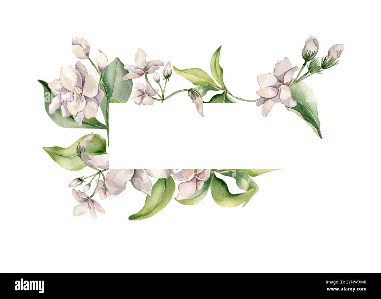 Gardenia flowers watercolor horizontal border isolated. Floral frame in ...