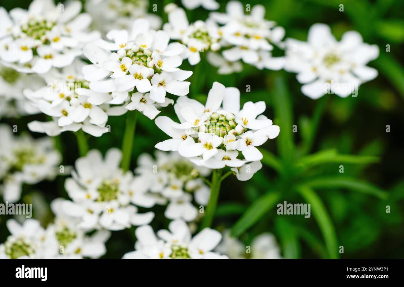 White flowers of the evergreen candytuft. Flowering plant close-up ...