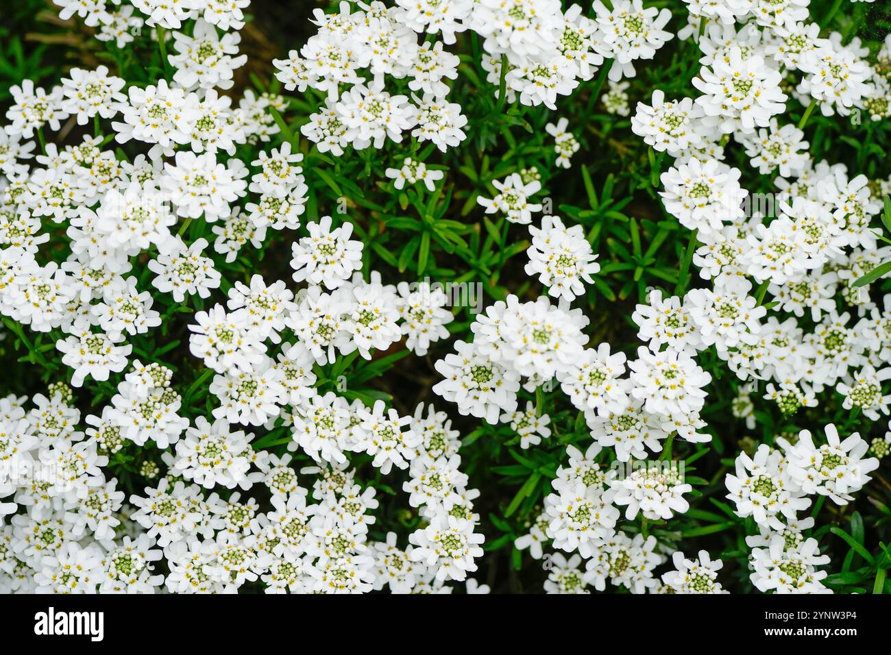 White flowers of the evergreen candytuft. Flowering plant close-up ...