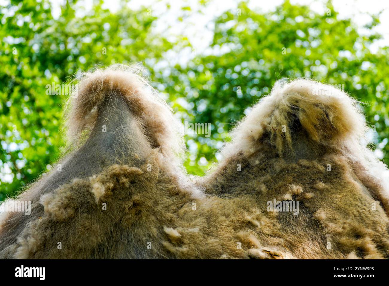 Camel close hi-res stock photography and images - Alamy