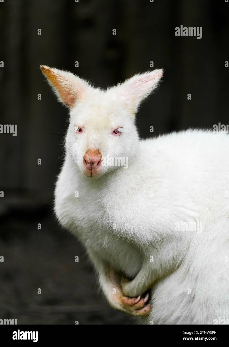 Portrait of an albino kangaroo with white fur. Macropodidae Stock Photo ...