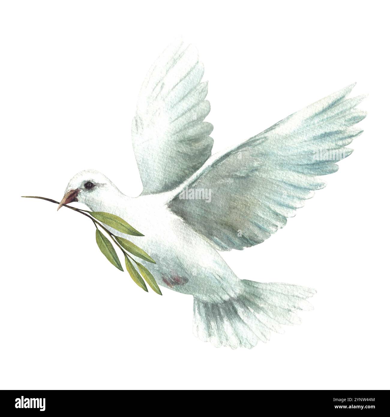 White dove with olive green branch. Flying pigeon bird, symbol of peace ...