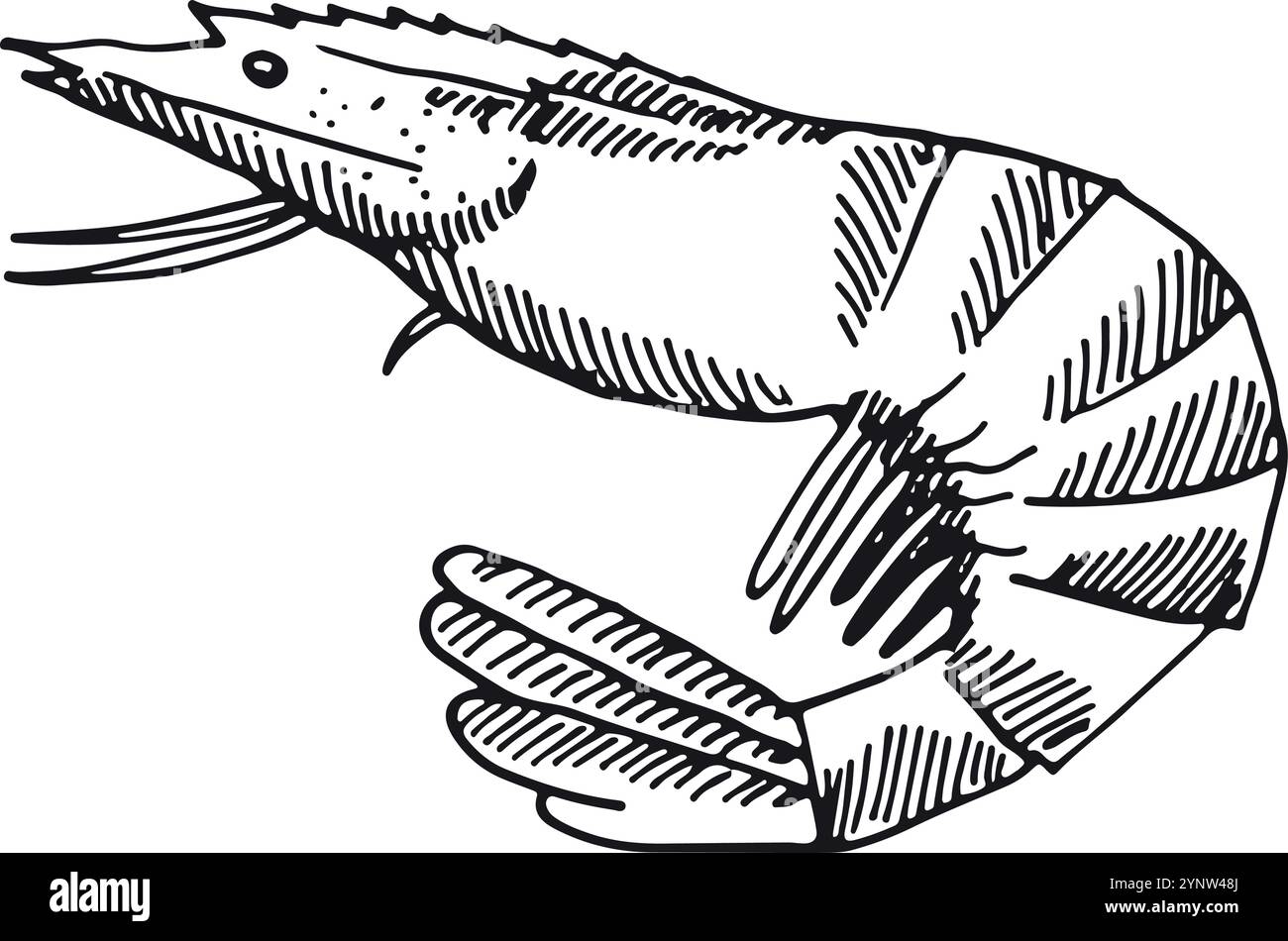 Line art shrimp illustration Stock Vector Images - Alamy