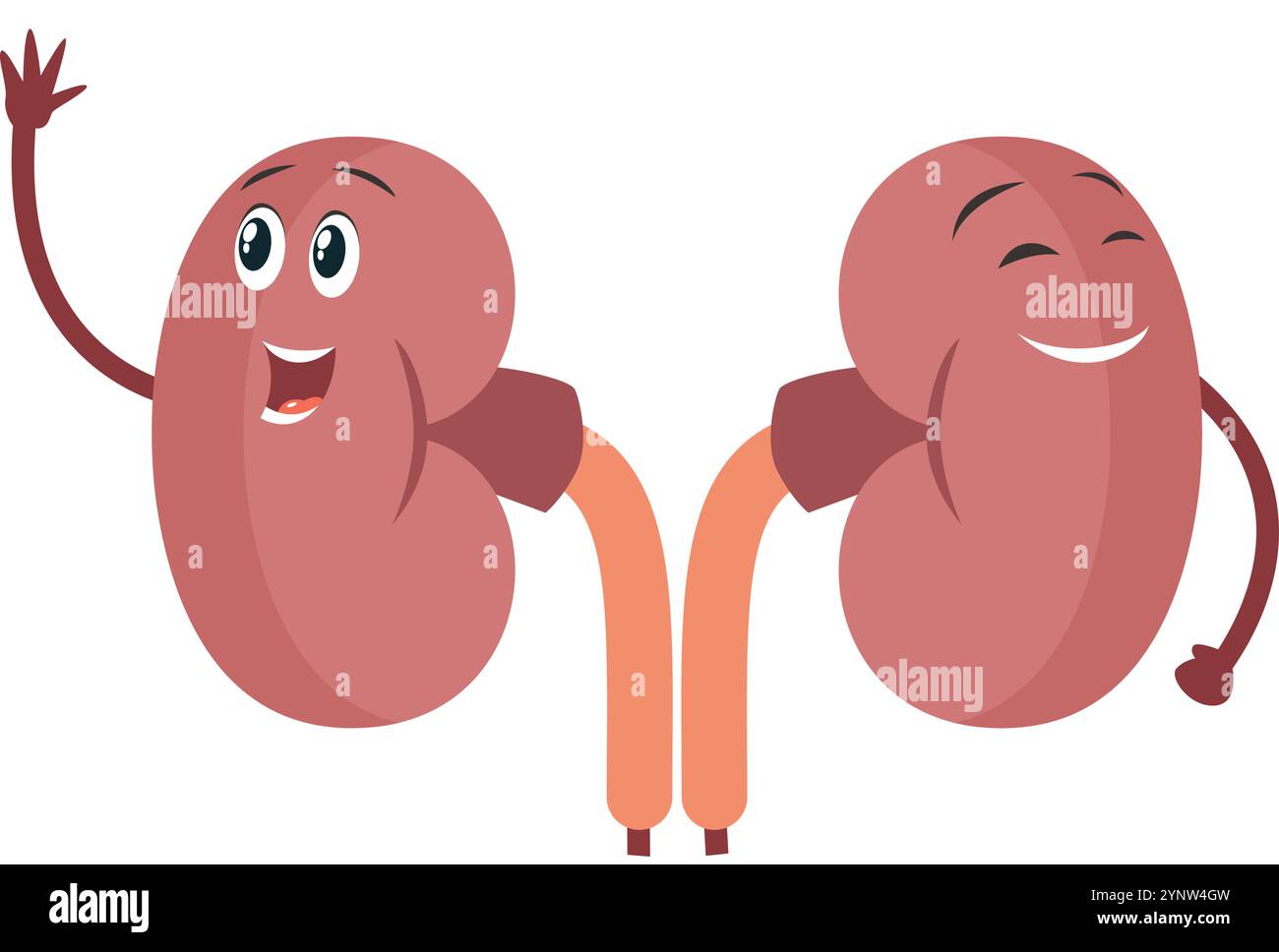 Human kidney cartoon happy hi-res stock photography and images - Alamy