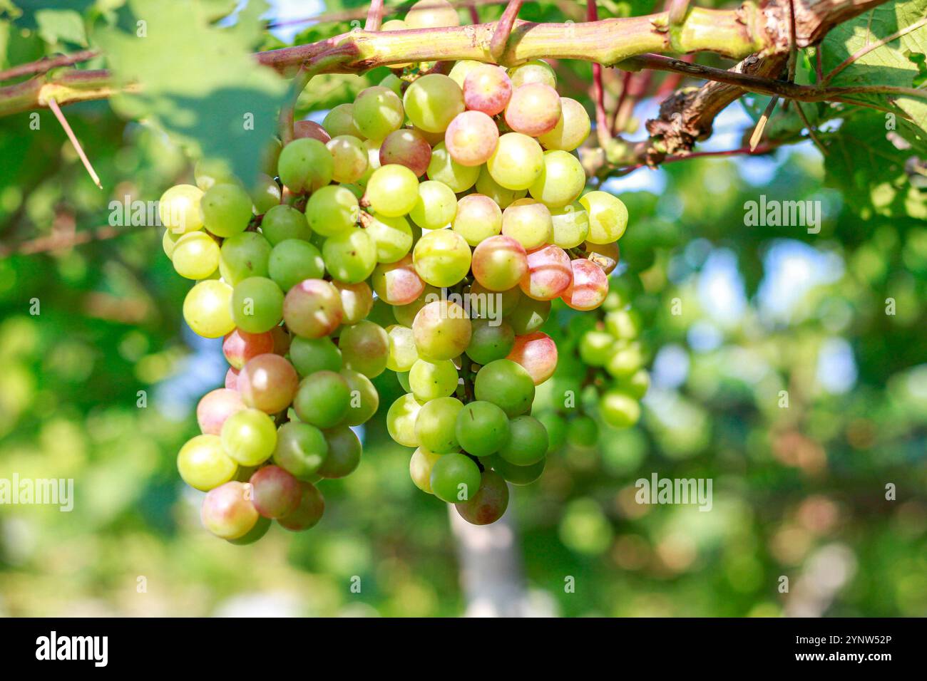The green grape is a sweet fruit that grows in bunches. The fruit makes ...