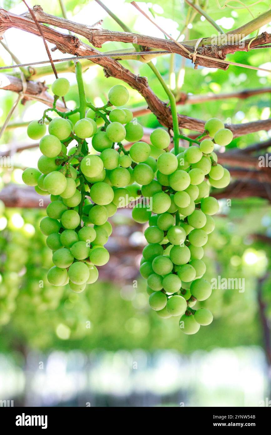 The green grape is a sweet fruit that grows in bunches. The fruit makes ...