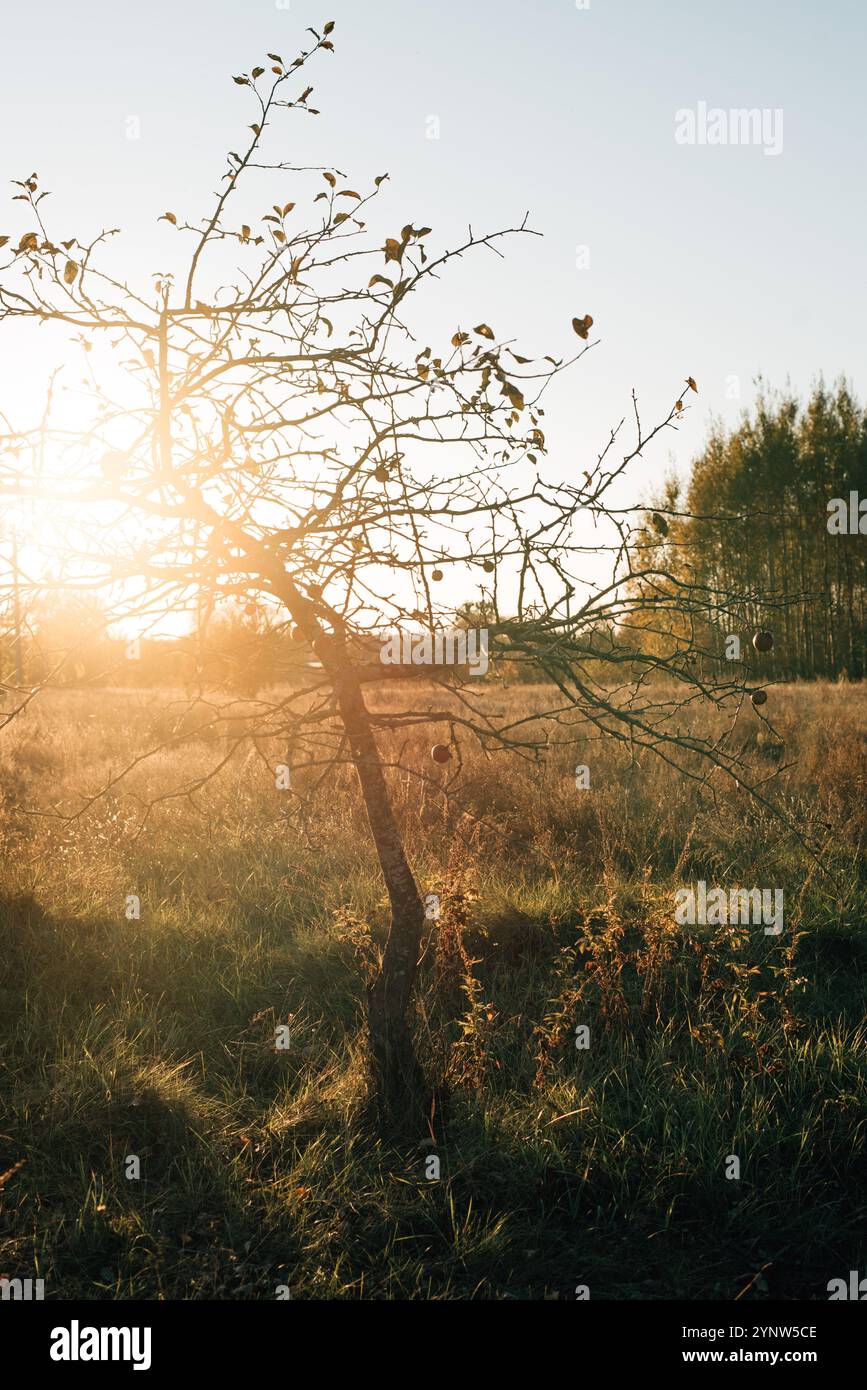 Apple tree without leaves hi-res stock photography and images - Alamy