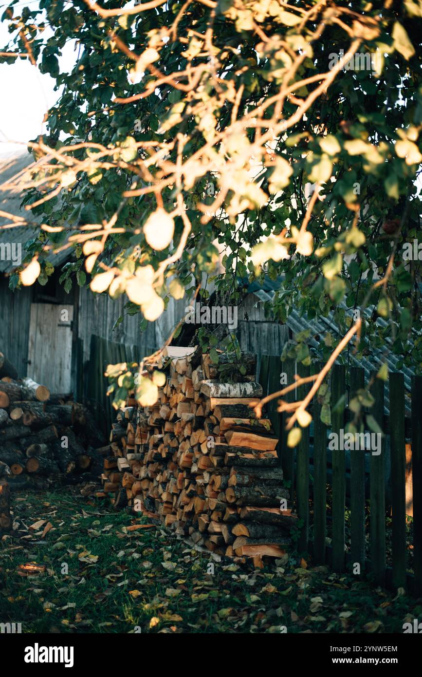 firewood is stacked under the apple tree Stock Photo - Alamy