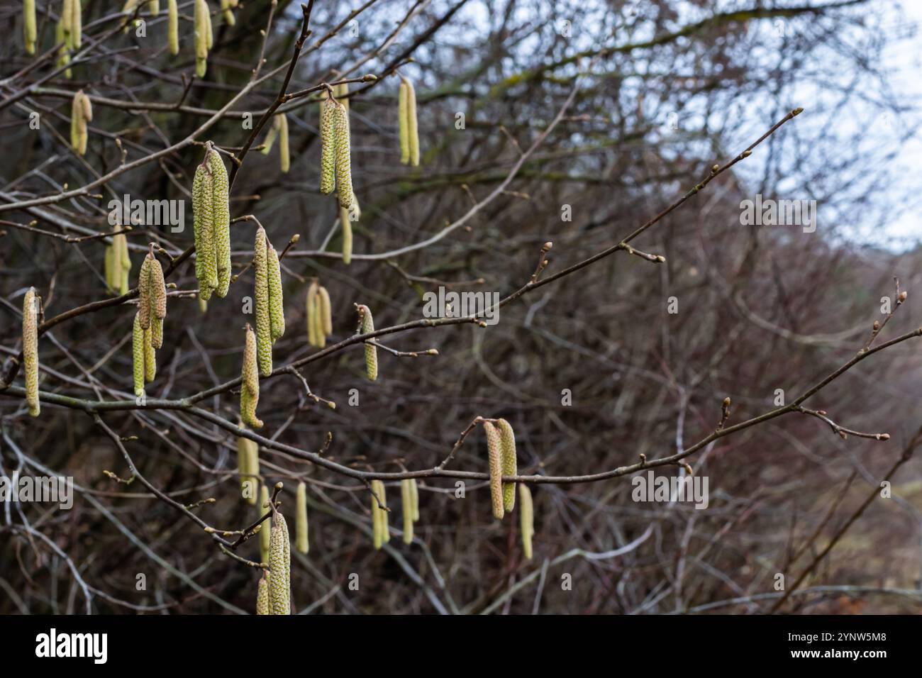 Common hazel Corylus avellana, in the spring blooms in the forest Stock ...