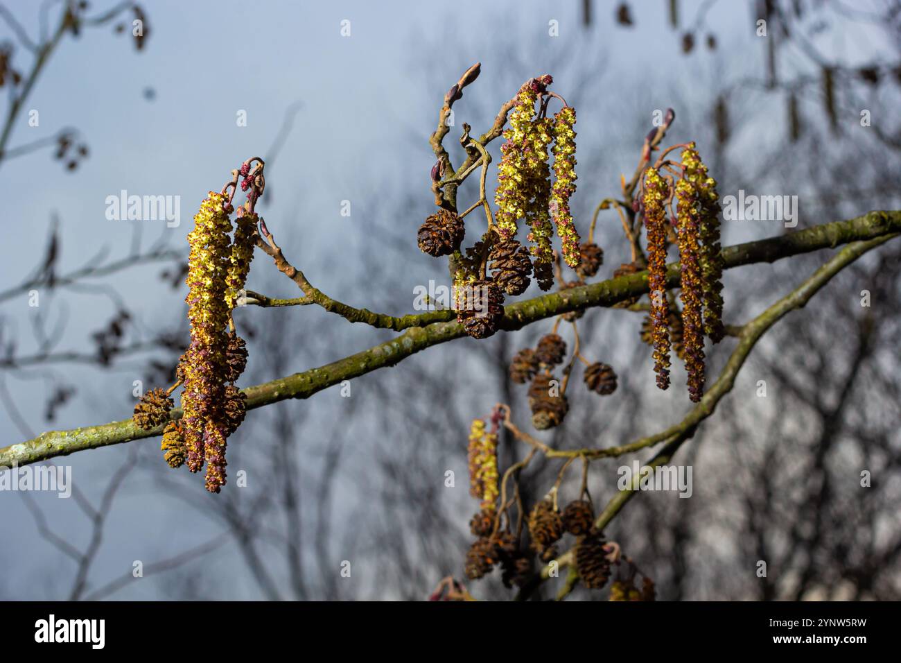 Small branch of black alder Alnus glutinosa with male catkins and ...