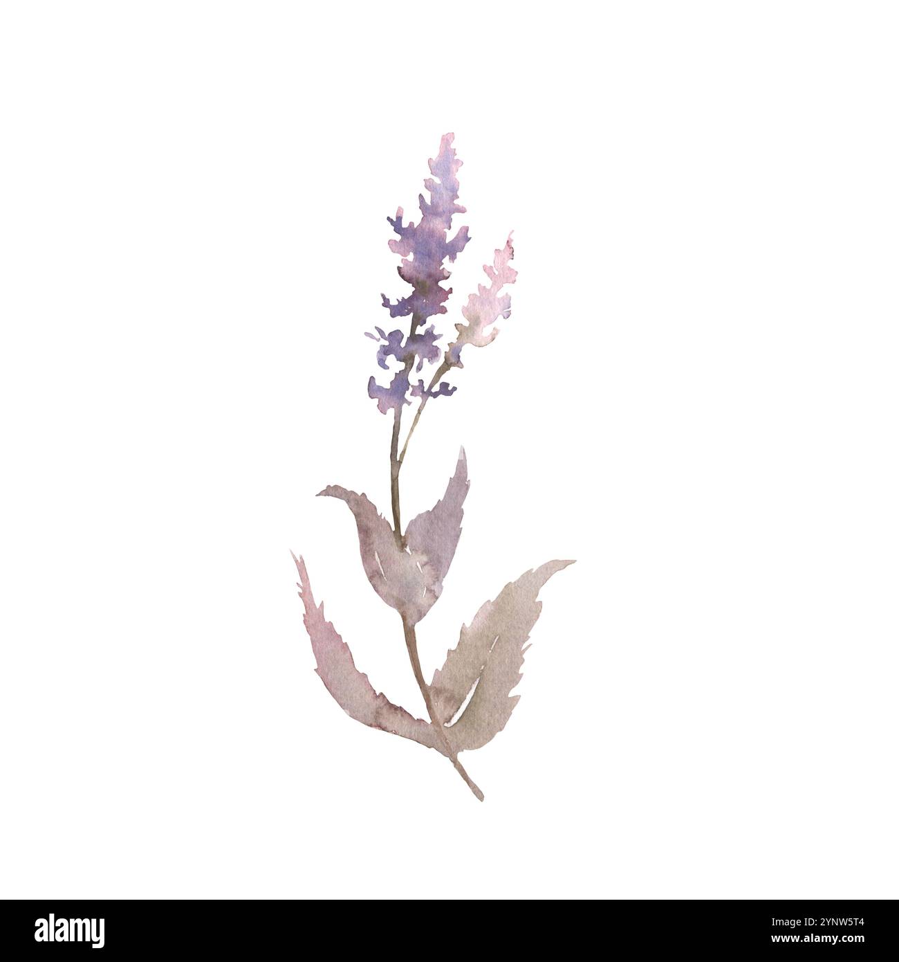 Watercolor drawing sage plant with flowers and green leaves isolated at ...