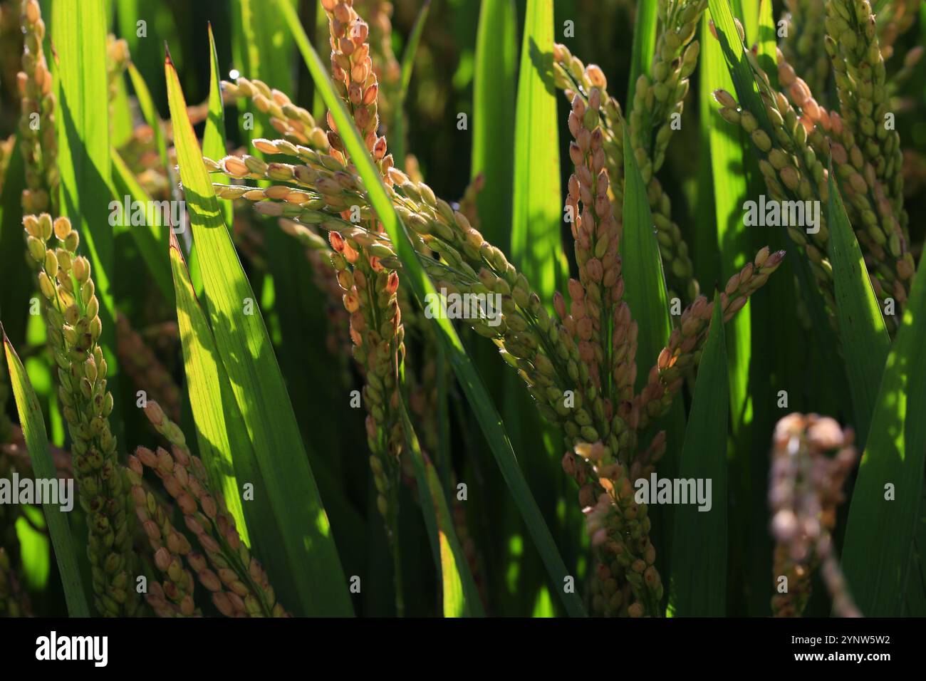 The autumn rice fields Stock Photo - Alamy