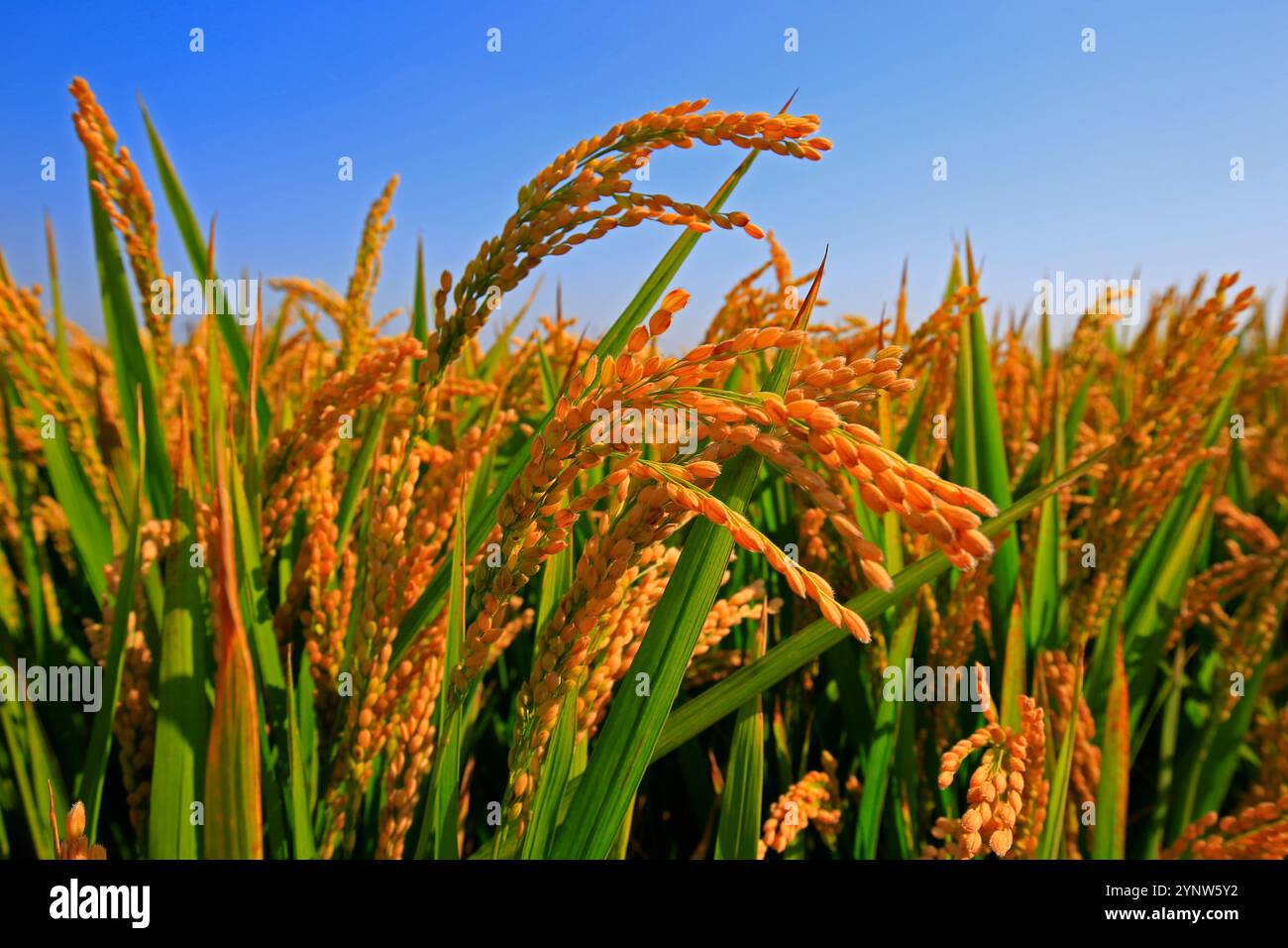 The autumn rice fields Stock Photo - Alamy