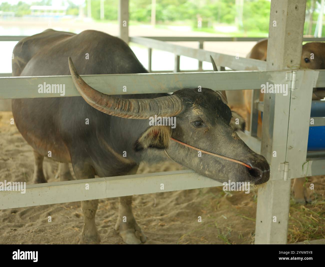 Buffalo eating hay hi-res stock photography and images - Alamy