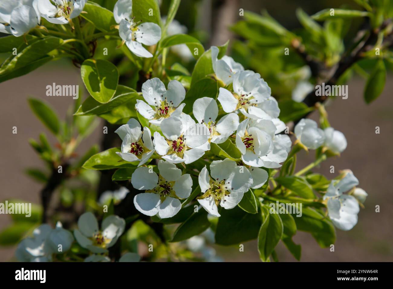 Pear tree flowers up close. white flowers and buds of the fruit tree ...