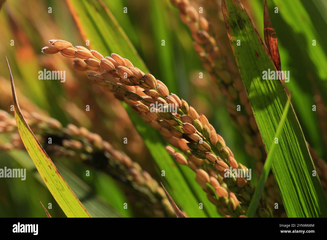 The autumn rice fields Stock Photo - Alamy