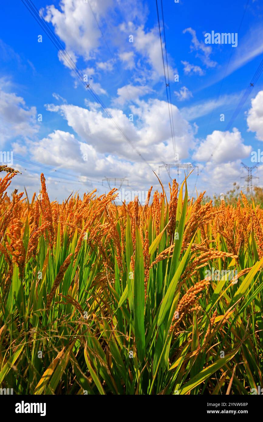 The autumn rice fields Stock Photo - Alamy