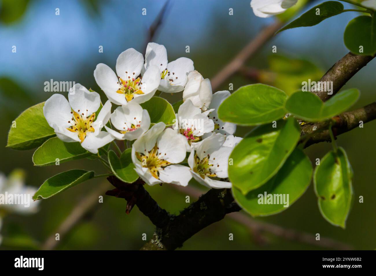 Pear tree flowers up close. white flowers and buds of the fruit tree ...