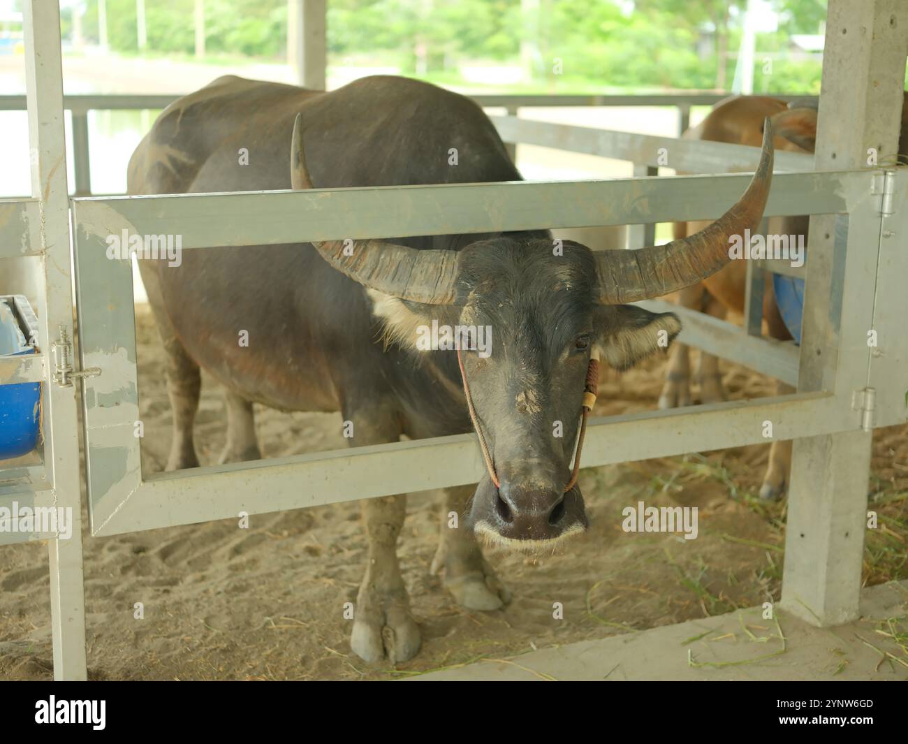 Buffalo eating grass in nature hi-res stock photography and images - Alamy